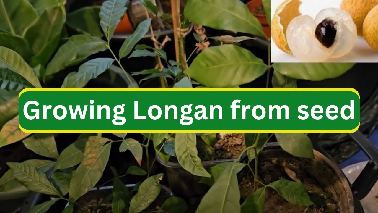 Growing Longan from seed - YouTube