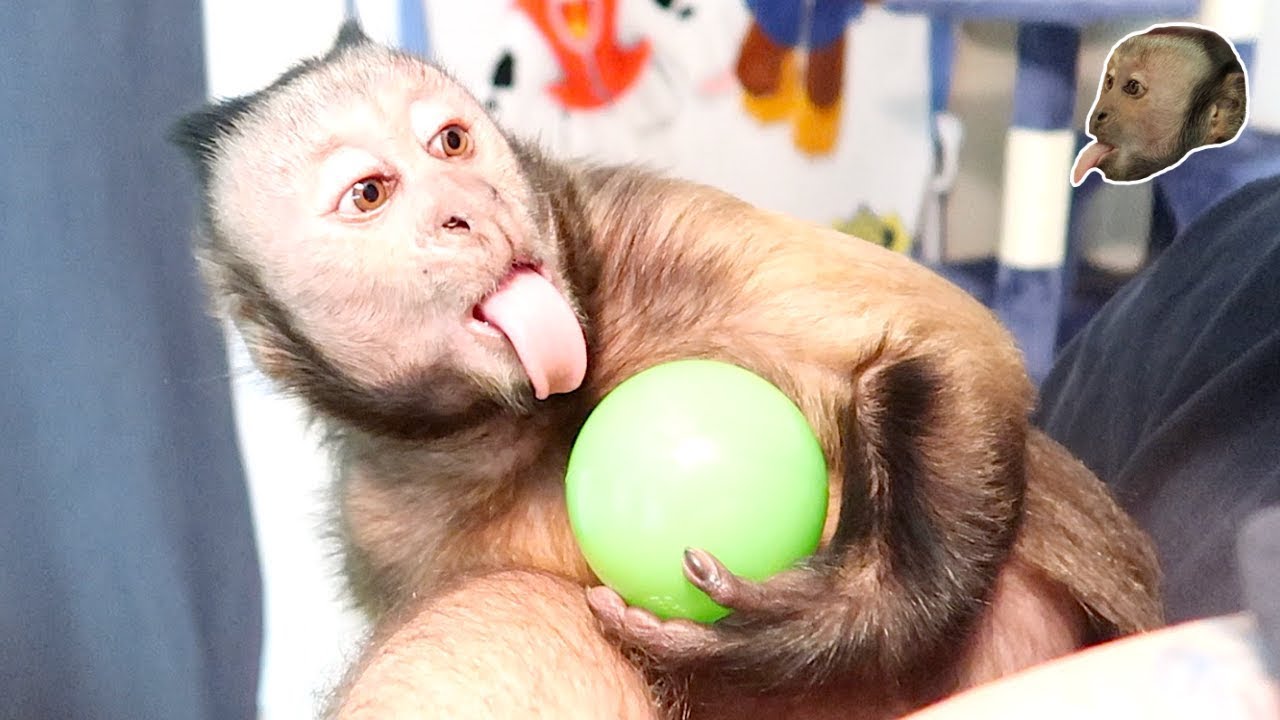 Monkey Tickles & Hide and Seek! FUN! - YouTube