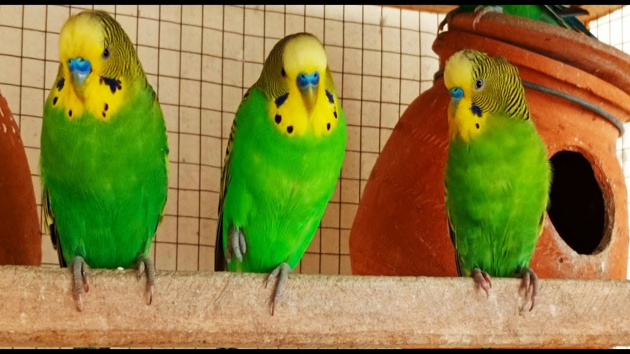 12 Hr Bird Watching of Parakeet Budgies Birds, Reduce Stress of Lonely ...