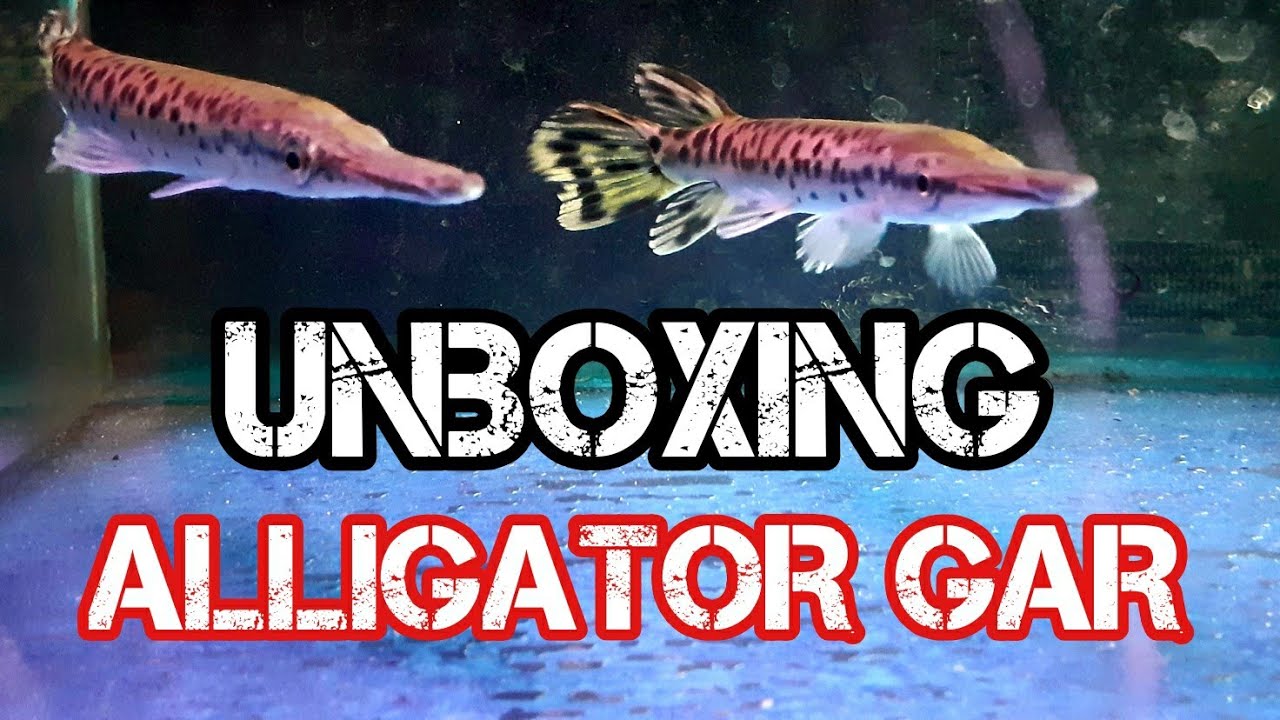 Unboxing ikan predator Alligator Gar - YouTube