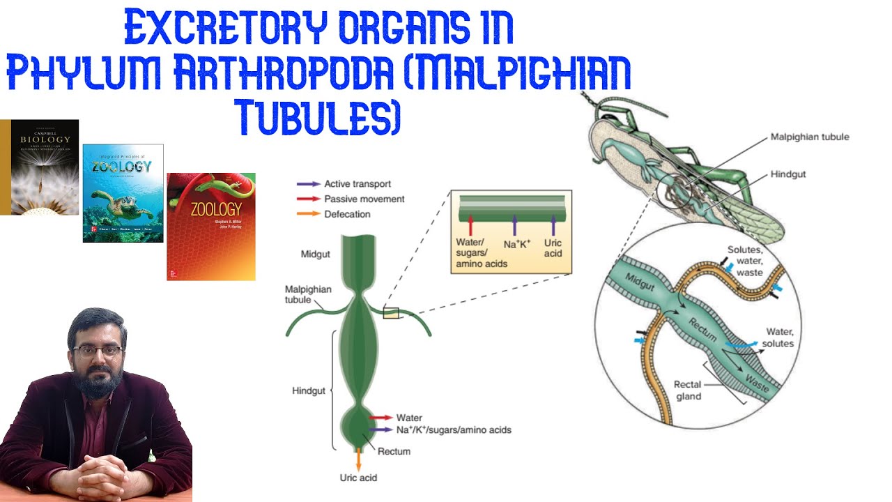 Animal Form & Functions Lec#8 P6: Osmoregulatory organs in Insects ...
