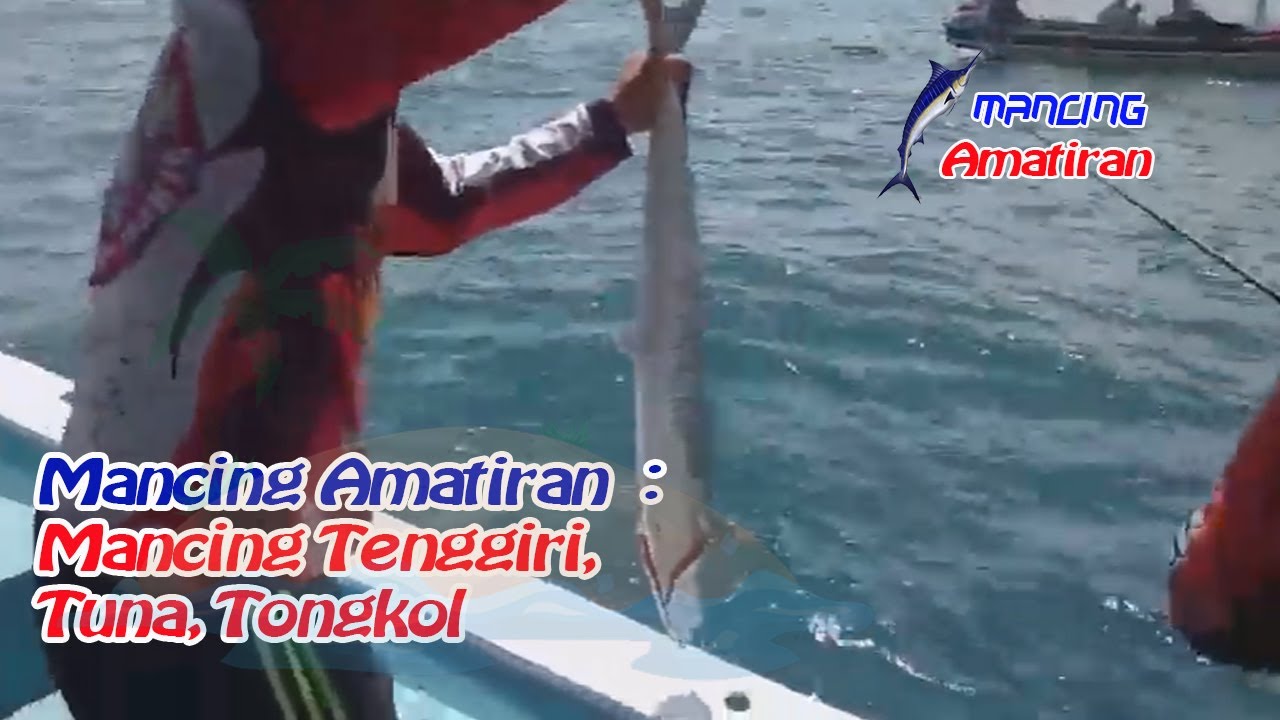 Tips Mancing Ikan Tenggiri, Tuna dan Tongkol Trip Mancing di pulau ...