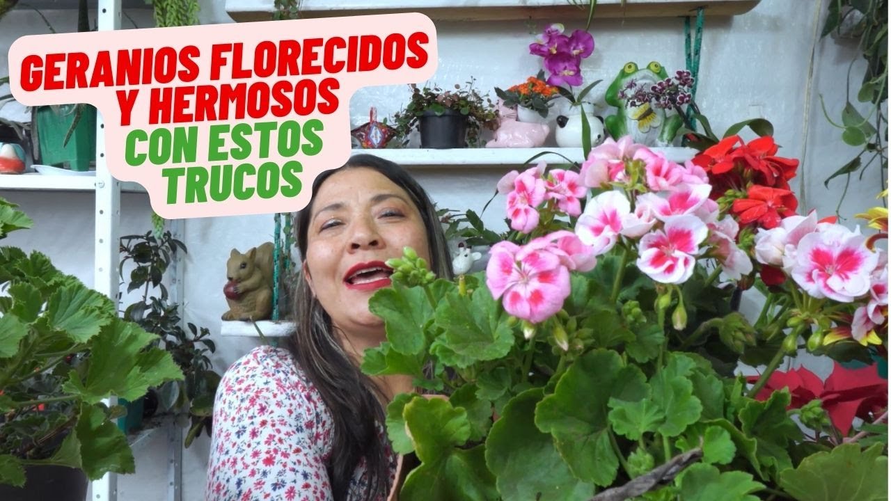 Guia Completa para Cultivar Geranios Facilmente (Novios) #plantas # ...
