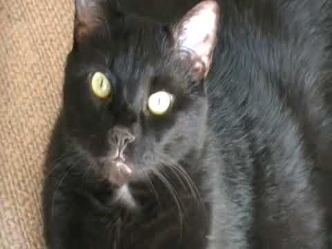 Sebastian the cat - YouTube