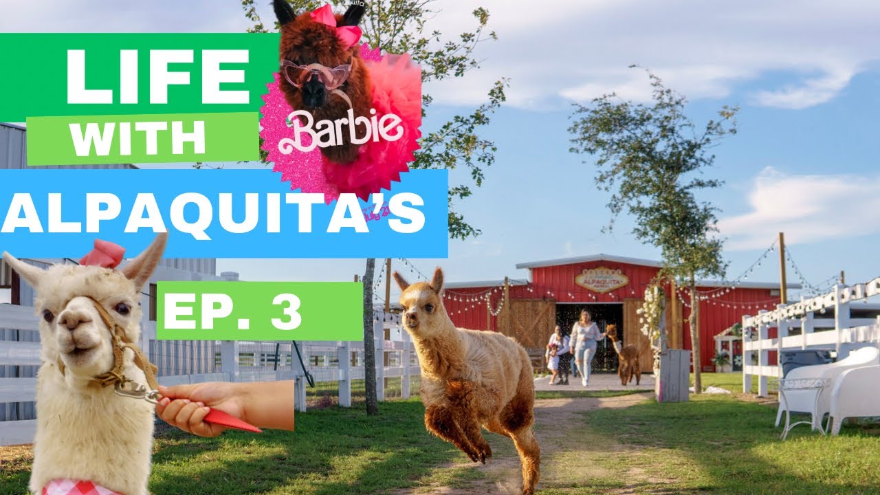 What’s an Alpaquita?? - Life w/ Alpaquita’s Ep. 3 - YouTube