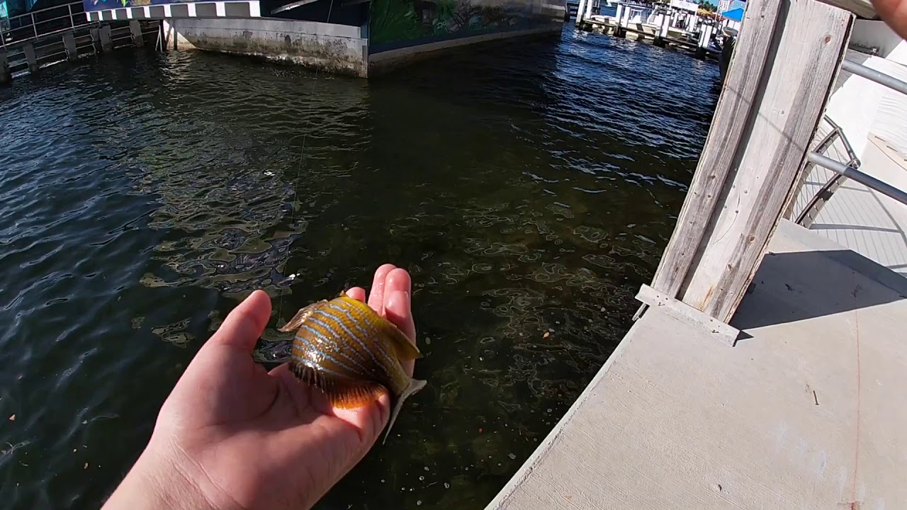 Catching salt water fish on squid and lures!!! - YouTube