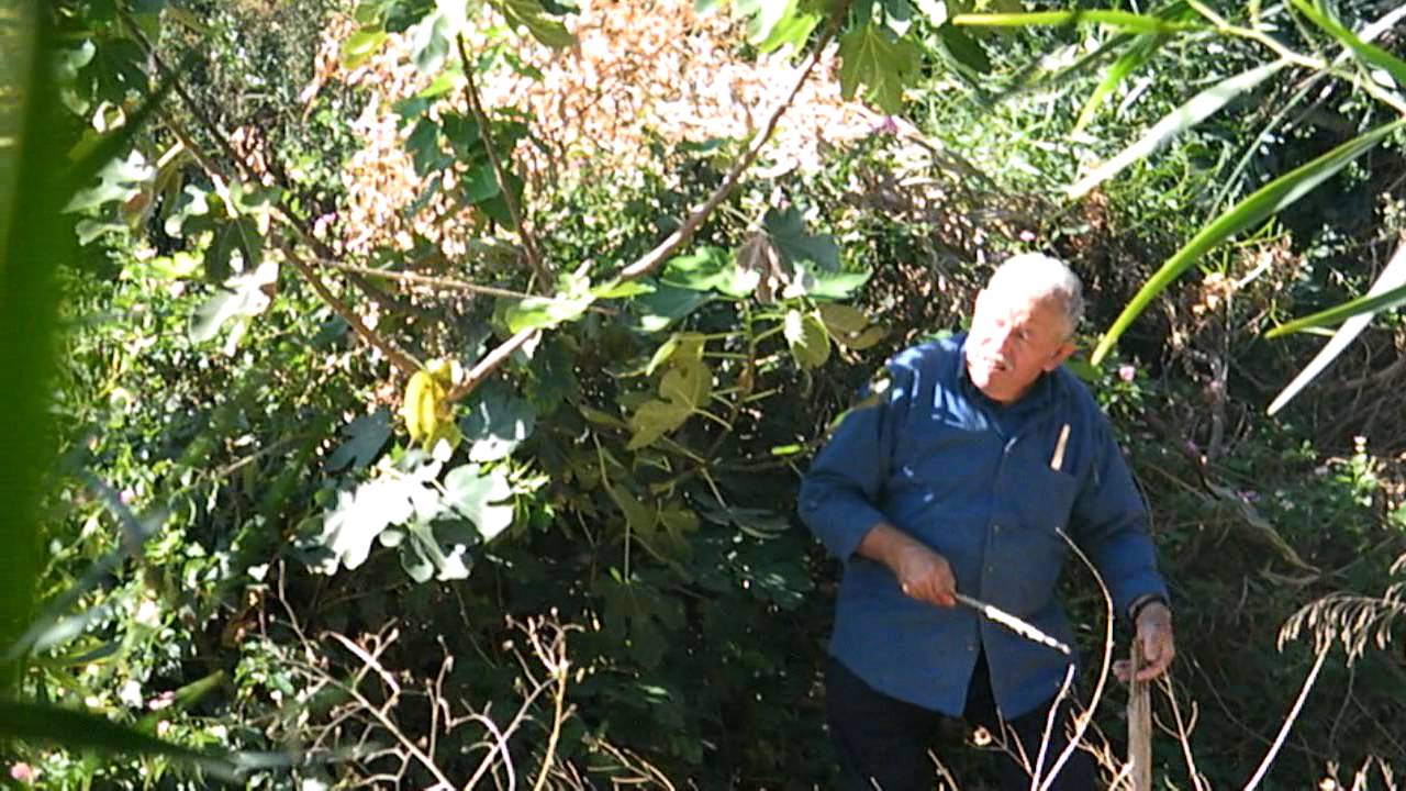 Illegal bird catching in Cyprus - YouTube