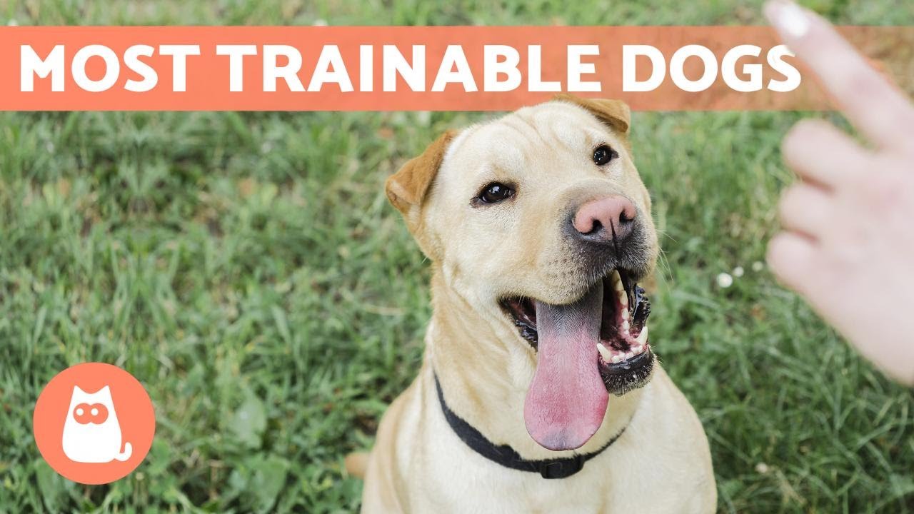 EASIEST To TRAIN DOG BREEDS Top 10 YouTube