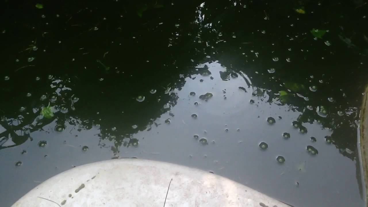 Frogs Doing Hot Sex In My Pond Youtube