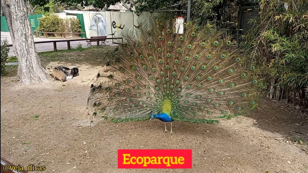 Ecoparque 🇦🇷 O que fazer em Buenos Aires? Antigo Zoológico, Barrio ...