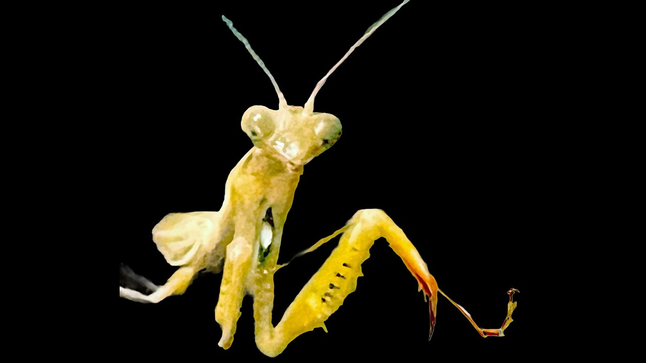 PRAYING MANTIS PREDATOR - YouTube