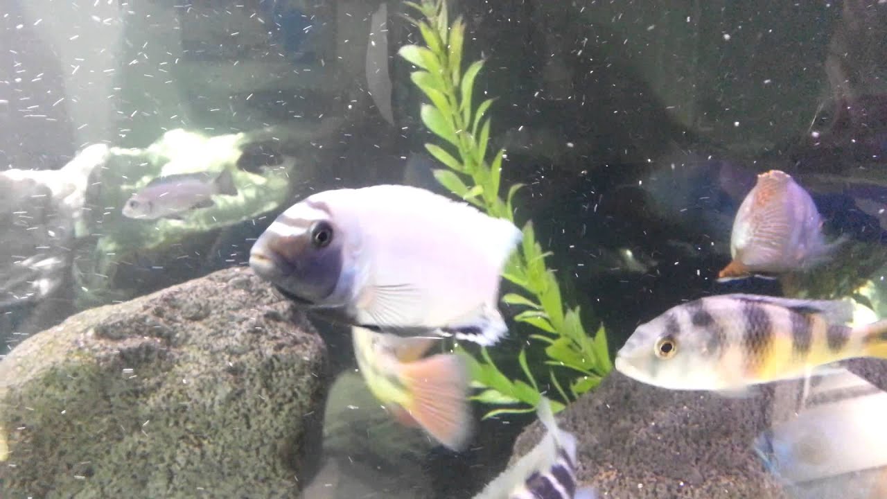 Polit Cichlid - YouTube