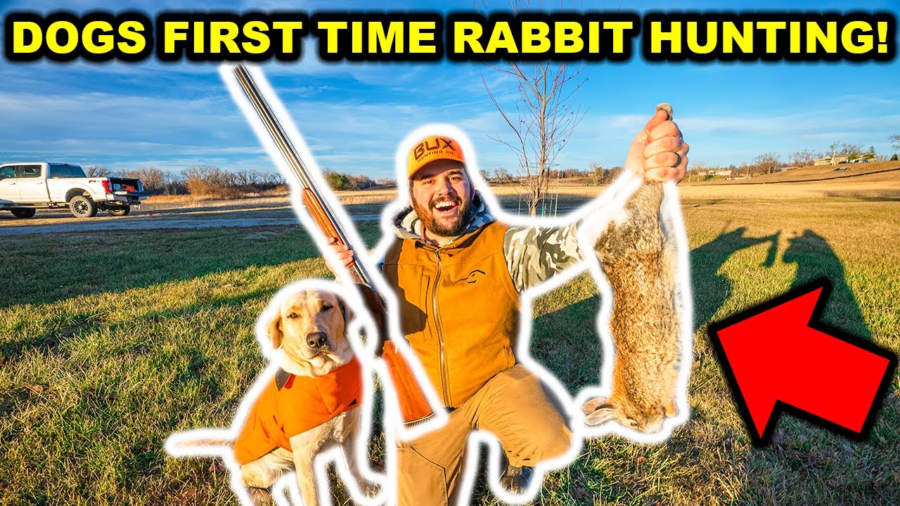 UNEXPECTED Rabbit Hunt with My DOG!!! (Catch Clean Cook) - YouTube