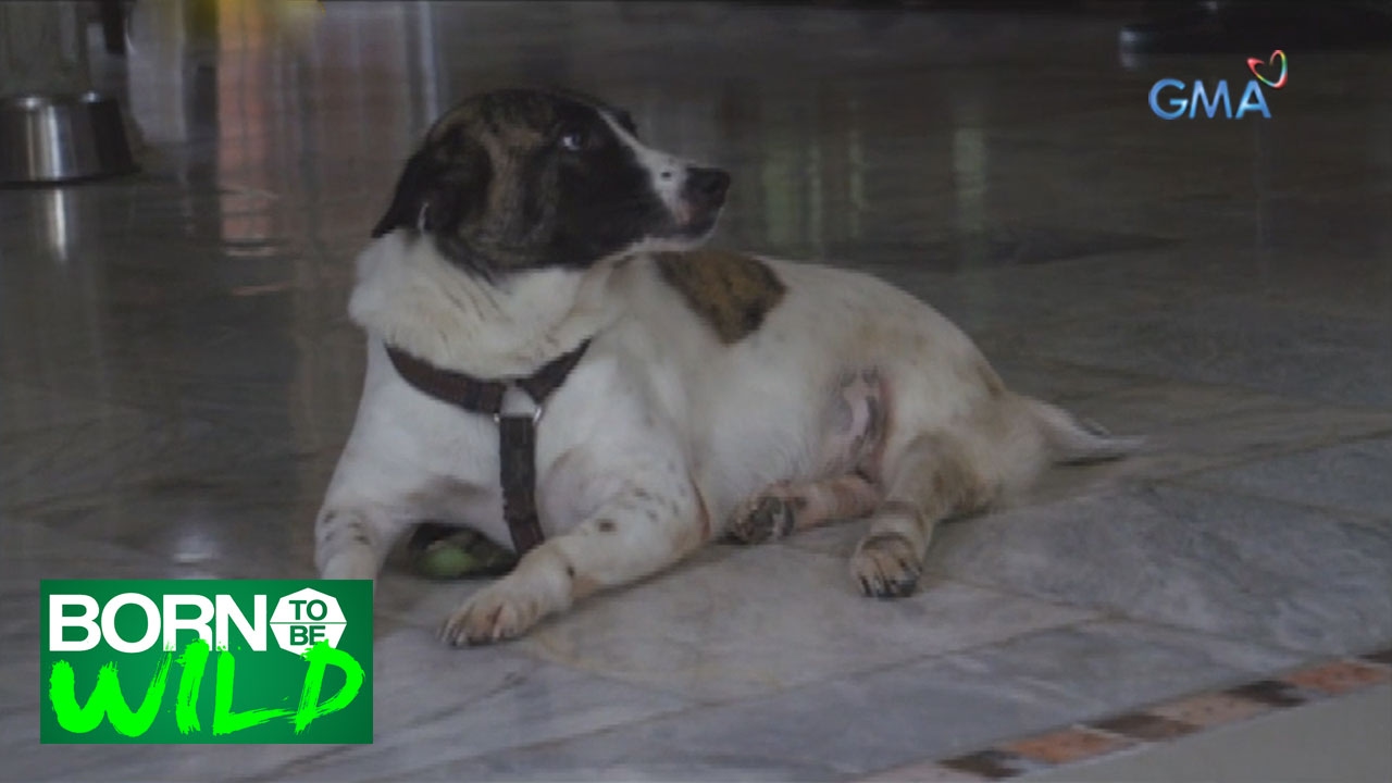 Born to be Wild: Doc Nielsen operates on a dog with distorted limbs ...