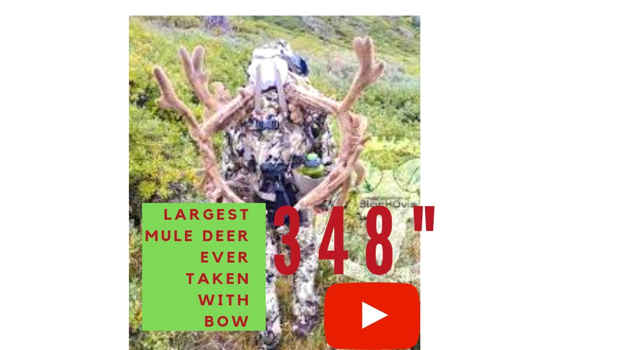 Largest mule deer ever taken with a bow! - YouTube