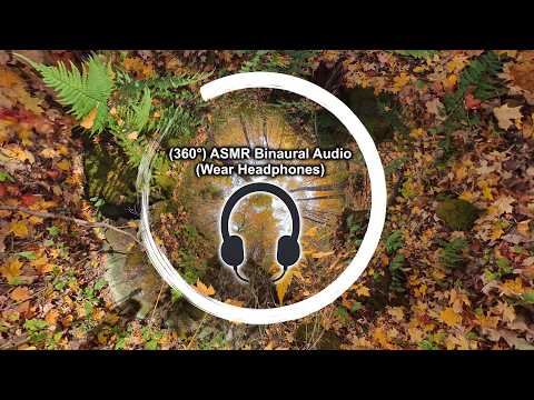 ASMR Relaxing Fall Forest Ravine Scenery with Moss Covered Rocks | Canada