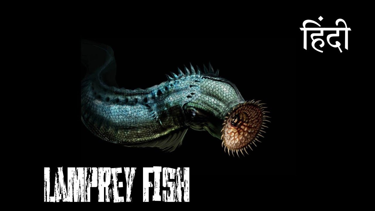 Lamprey the predator fish #fish #Lamprey #fact #facttechz - YouTube