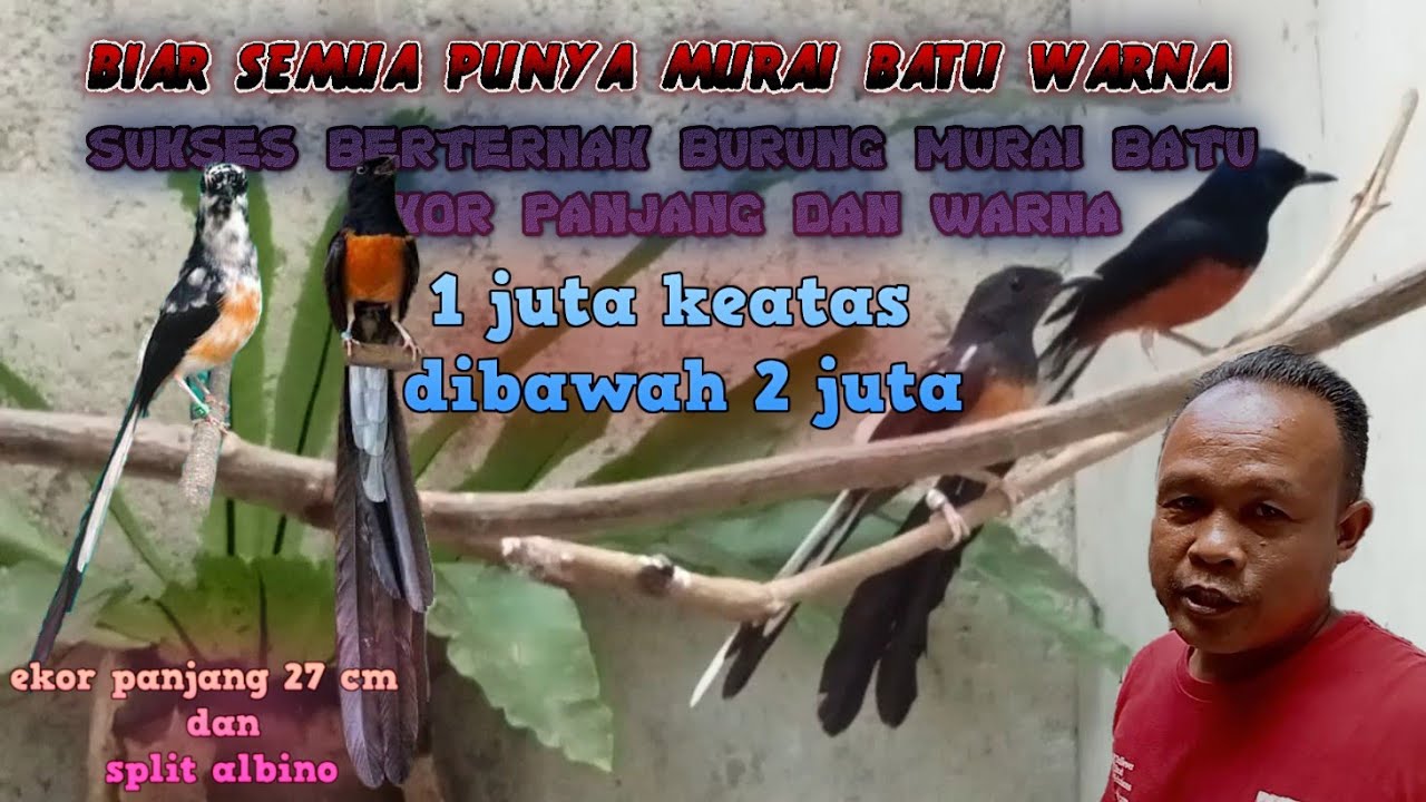 HANYA 2 JUTA PRNANGKAR MURAI BATU SPLIT ALBINO, BLOROK, DAN EKOR ...