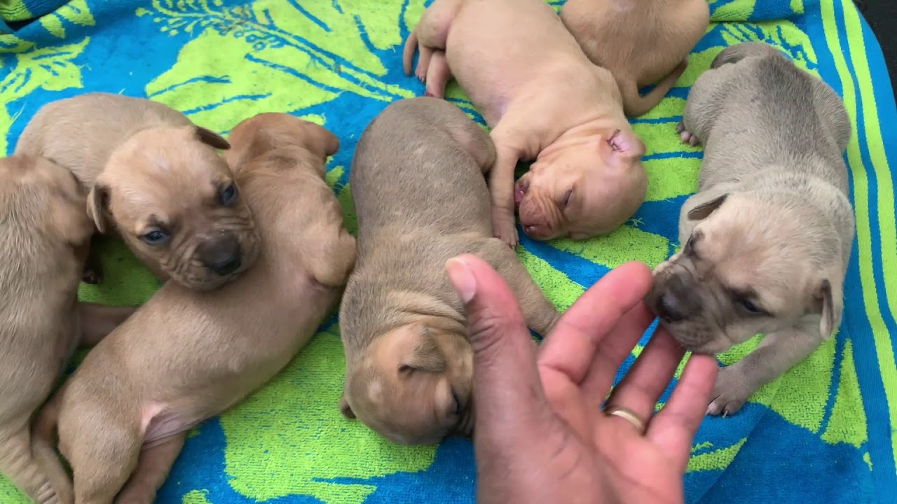 20K DOGGERS & 75/25 REDBOY JOCKO BOLIO PITBULL LITTER - YouTube