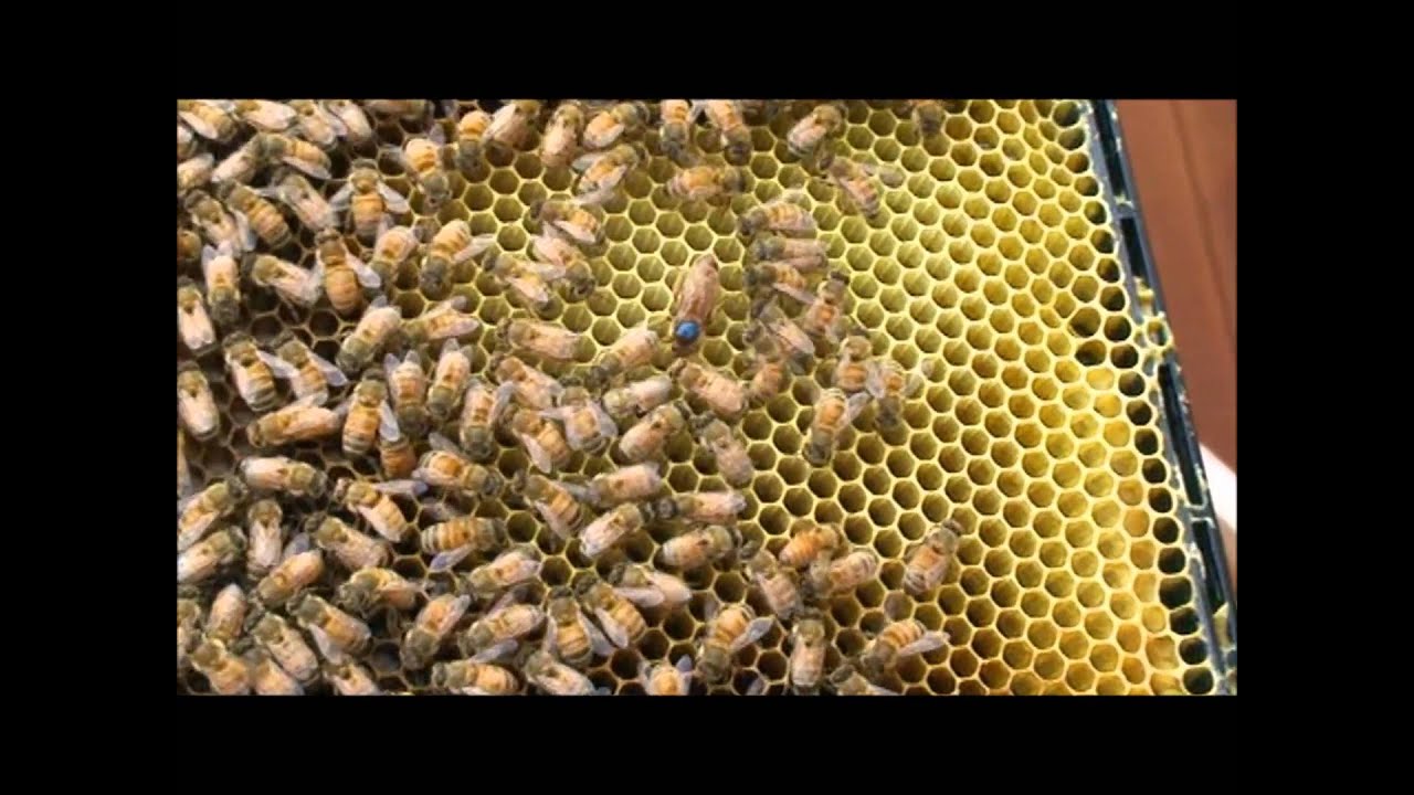 Installing an Arizona "Hive Rise" under my Bee Hive part 2 ...