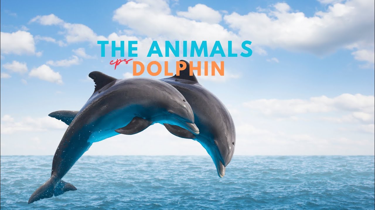 Dolphins: The Most Genius Marine Mammals - YouTube
