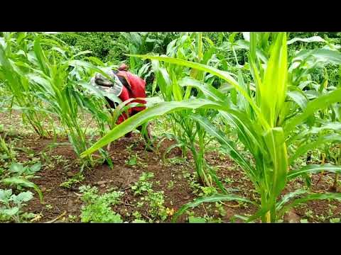 hnub no wb rov qav mus kuam teb pob kws dua 8/6/2022 - YouTube