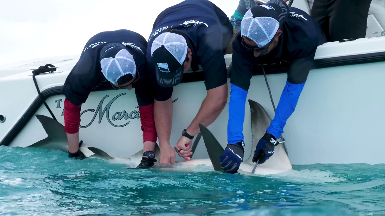Tracking Sharks: Erica Staaterman - YouTube