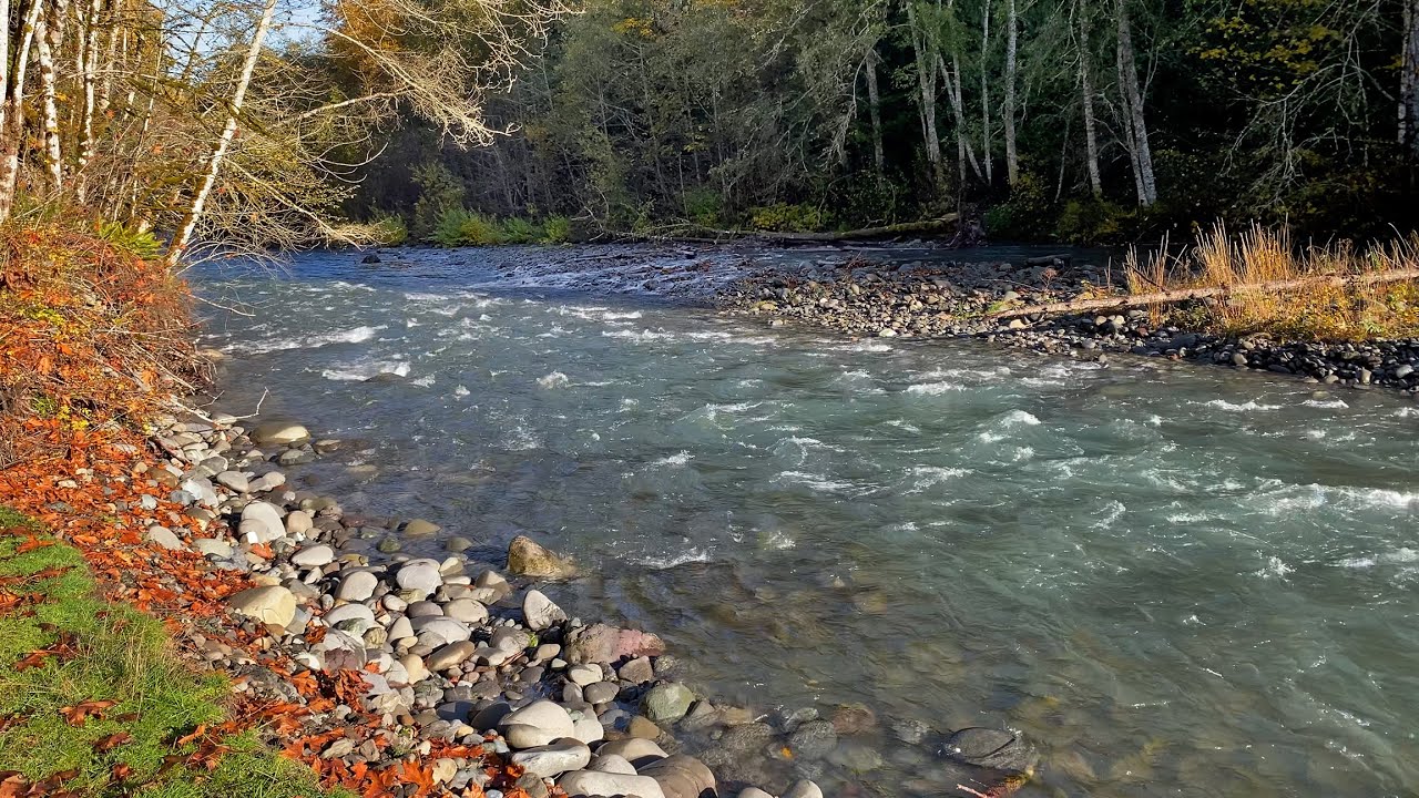 Dungeness River, Fall Colors, Fish Hatchery, Coho Salmon – Walk with ...