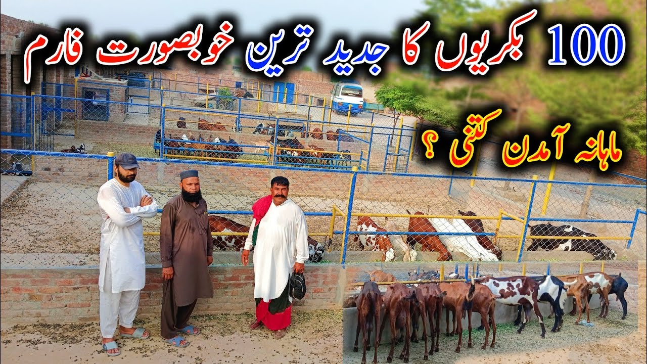 OutClass Modern Goat Farming Setup In Faislabad - Modern Goat Farming ...
