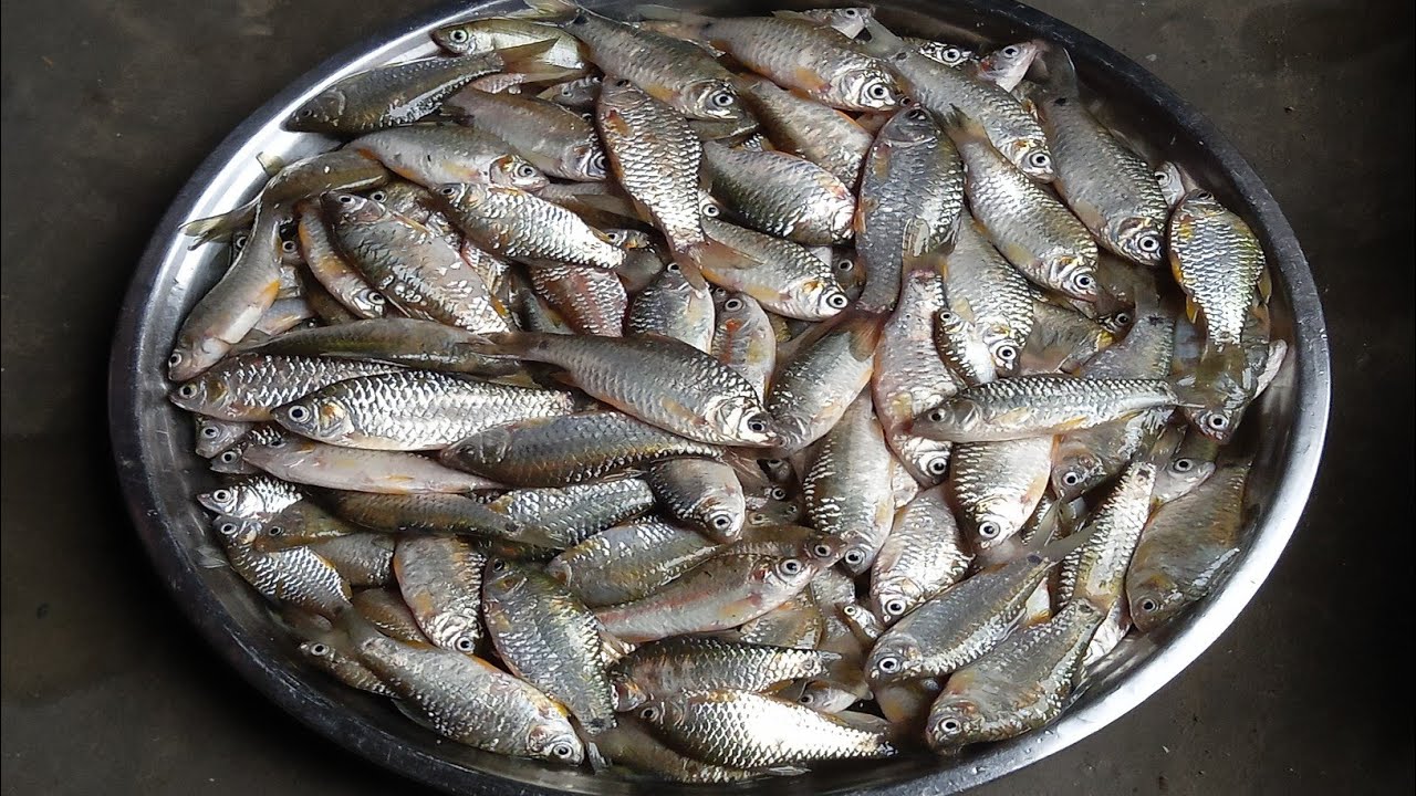 Pothi Fish Banane Ka Alag tarika /Pothi Fish Curry in Village Style ...