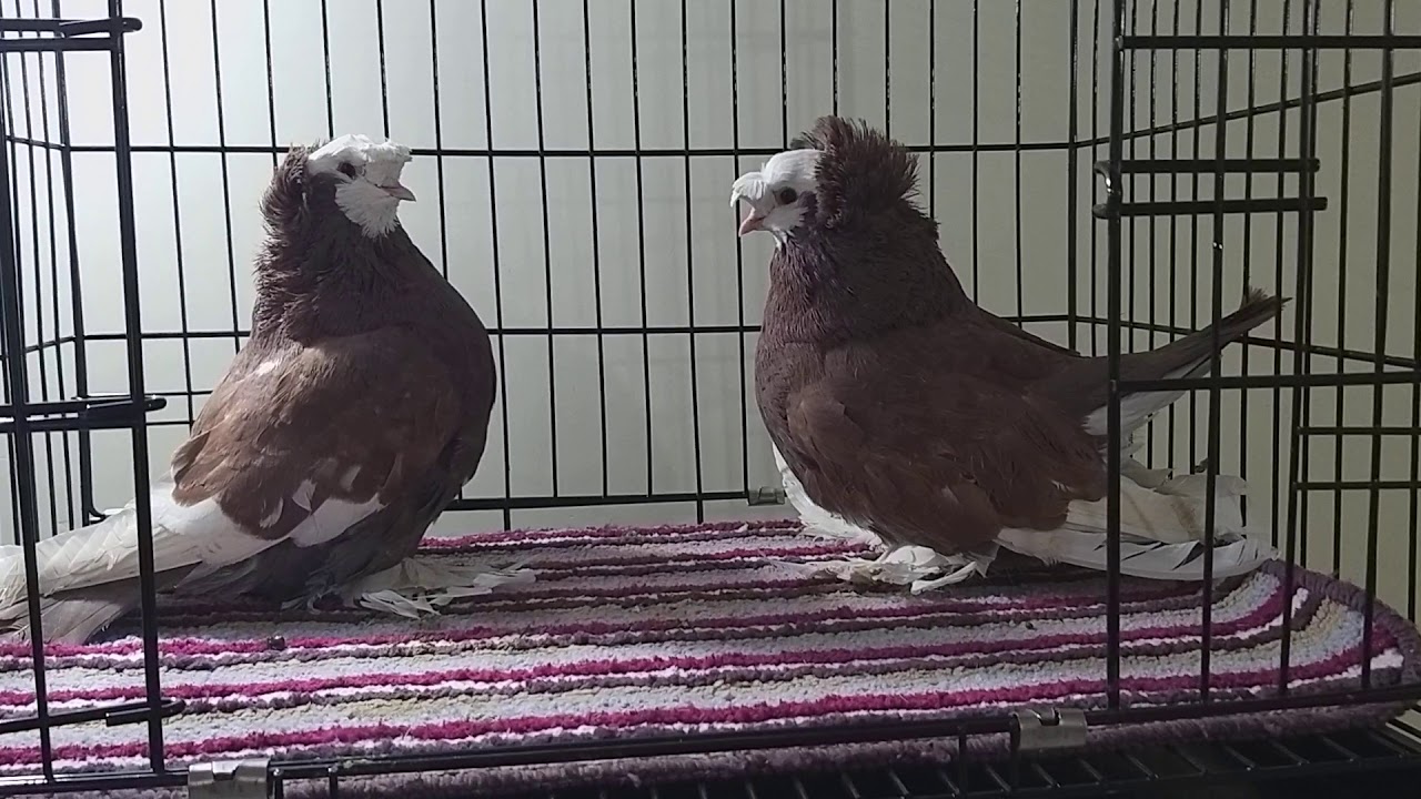 Pigeons of Gujarat White Top Red English Trumpeter Pigeon Gujarat ke ...