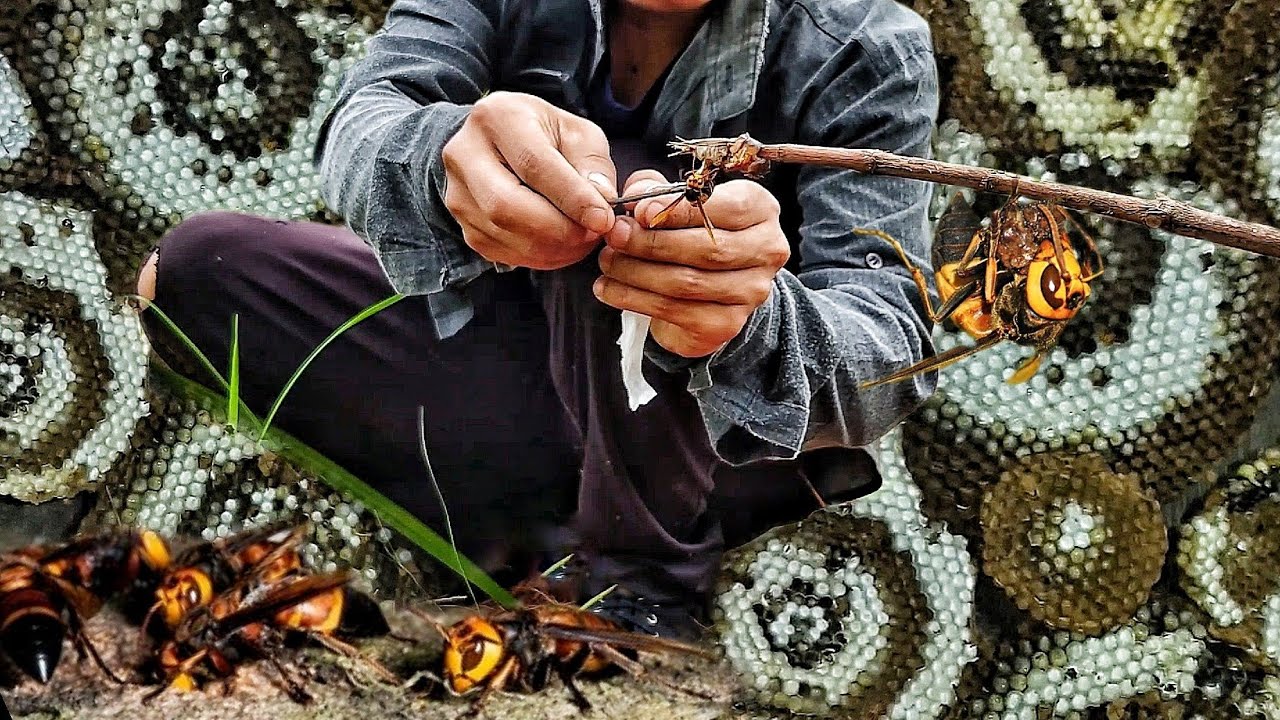 bee hunting | Hunting Asian giant Hornets | Hunting Bee Hornet | Vlog ...