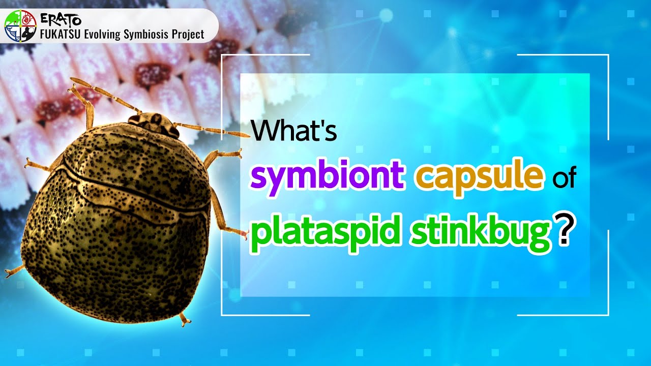 Symbiont capsules made by plataspid stinkbugs [ERATO Evolving Symbiosis ...