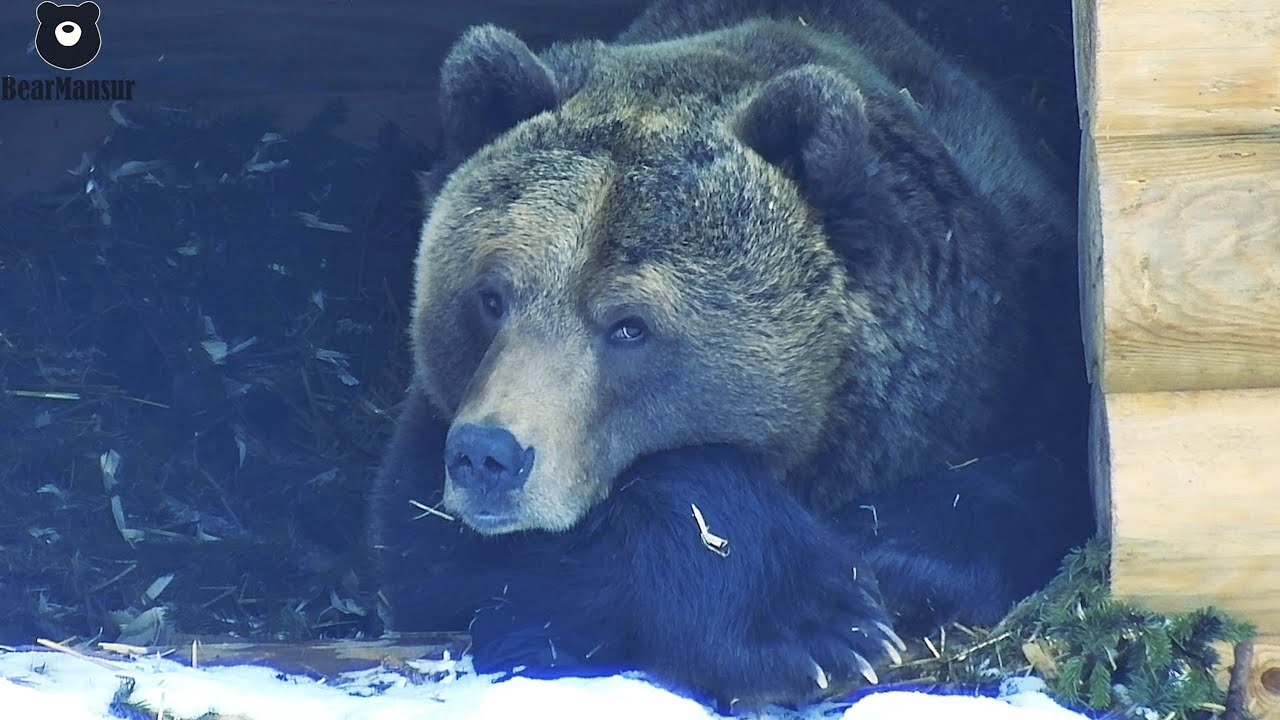 Так где же спится лучше? Мансур еще не решил🐻😴/Bear Mansur - YouTube
