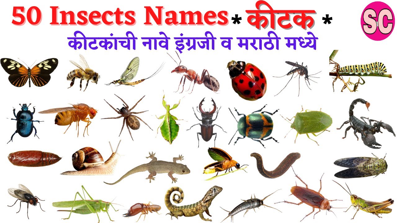 Insects | कीटकांची नावे मराठी आणि इंग्रजी मध्ये | insects names in ...