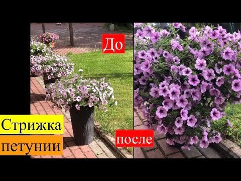 После этого петуния растёт как бешеная! Шар станет в 3 раза больше ...