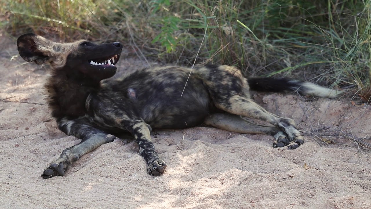 A Dog trying to catch flies - Wild Animals of Africa - YouTube