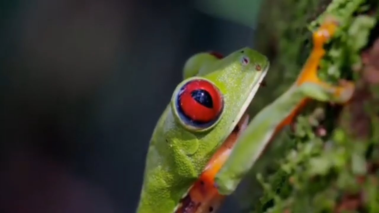 4k nature video ultra hd - 4k video (ultra hd) unbelievable beauty ...