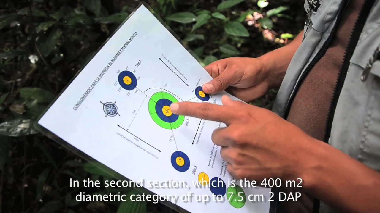 Measuring Biomass in Mexico with EcoLogic Development Fund - YouTube