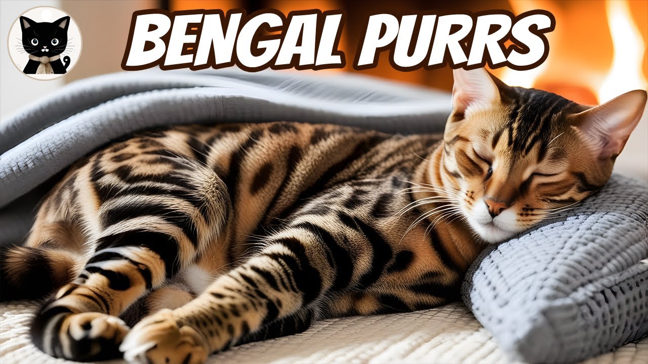 🐱🔥Serene Ambiance with Bengal Cat's Soothing Purr, Relaxing ASMR by the ...