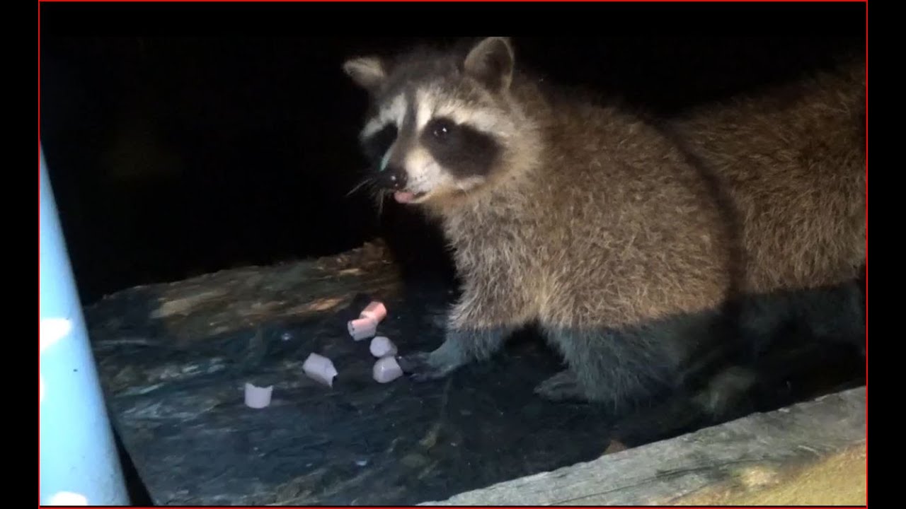 Wednesday Baby Raccoons - YouTube