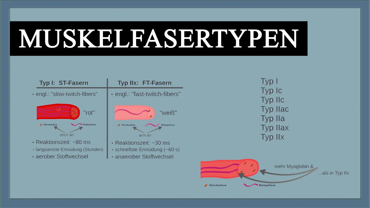 Muskelfasertypen - Unterschied zwischen ST- & FT-Fasern - Typ I, Typ ...