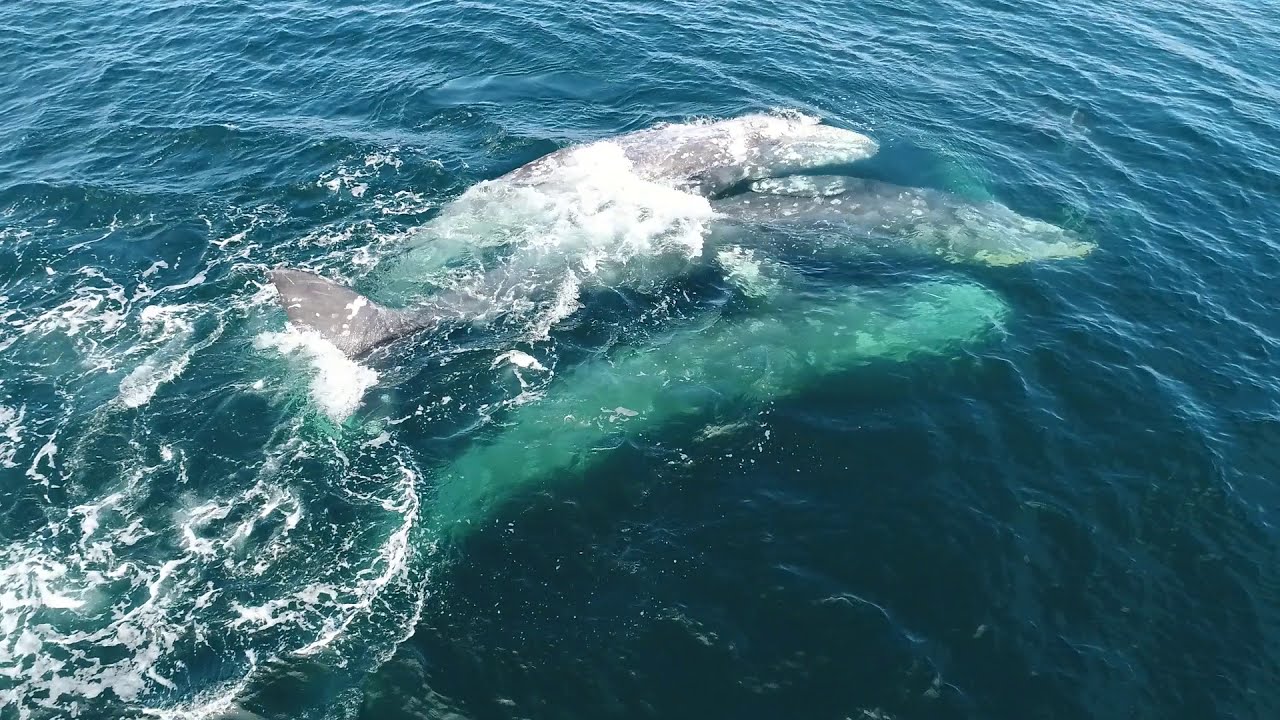 Grey Whales Socializing Monterery Bay - YouTube
