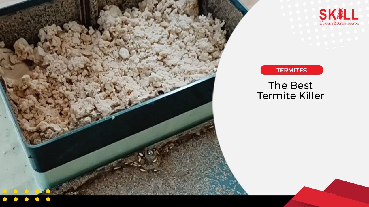 The Best Termite Killer #Exterminex - YouTube