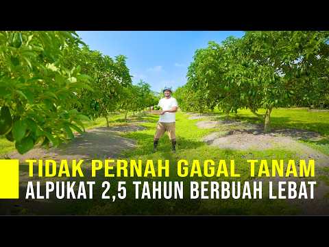 Pakai Sistem Tanam Rapat Pohon Alpukat Umur 2,5 Tahun Bisa Berbuah Lebat di Lahan Sempit