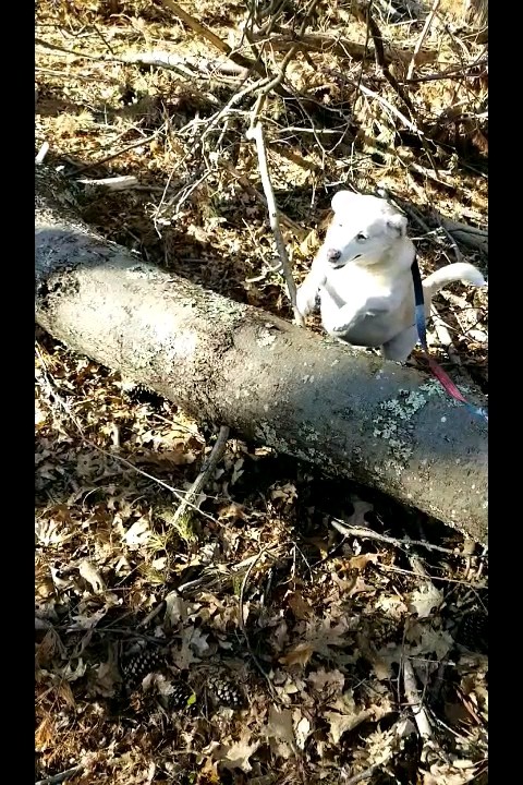 The Most Intense Dog Log Leap! - YouTube