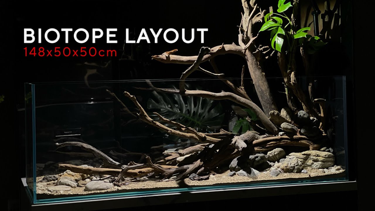 Setup Layout Biotope Dạng Địa Hình Lòng Suối - YouTube