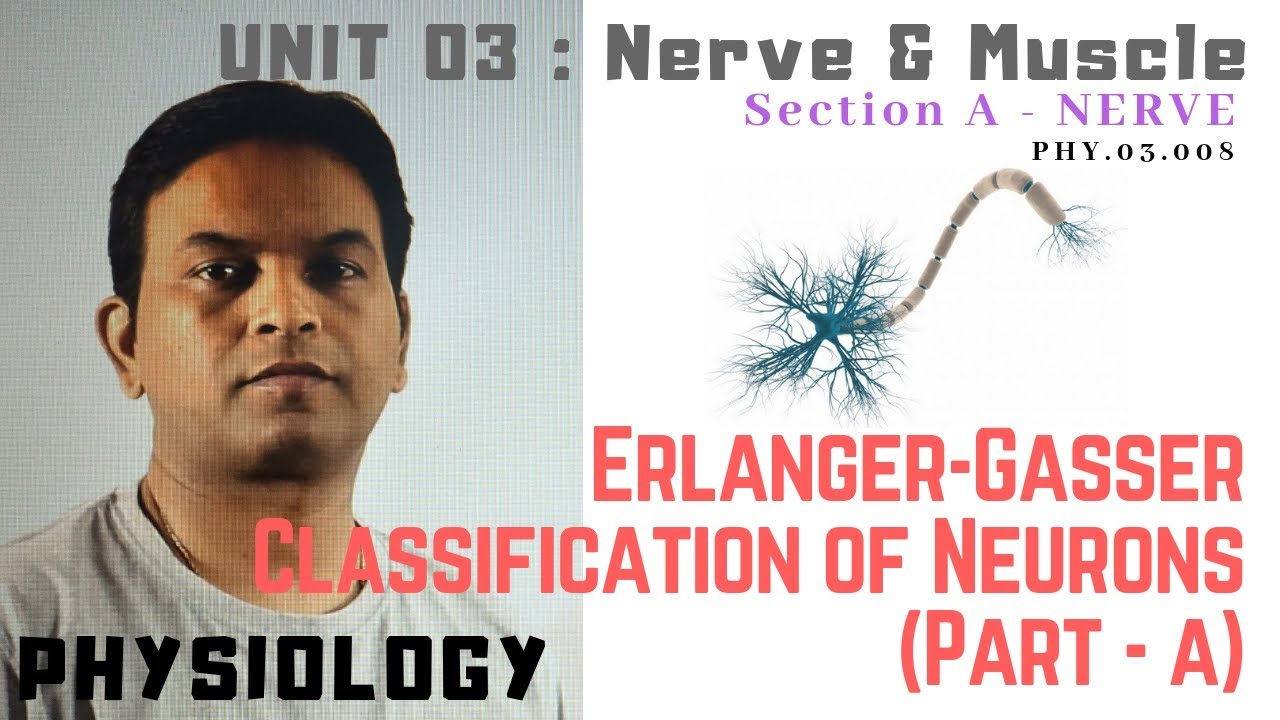 PHY.03.008.Erlanger Gasser Classification (Part A) | Dr. Prashant ...