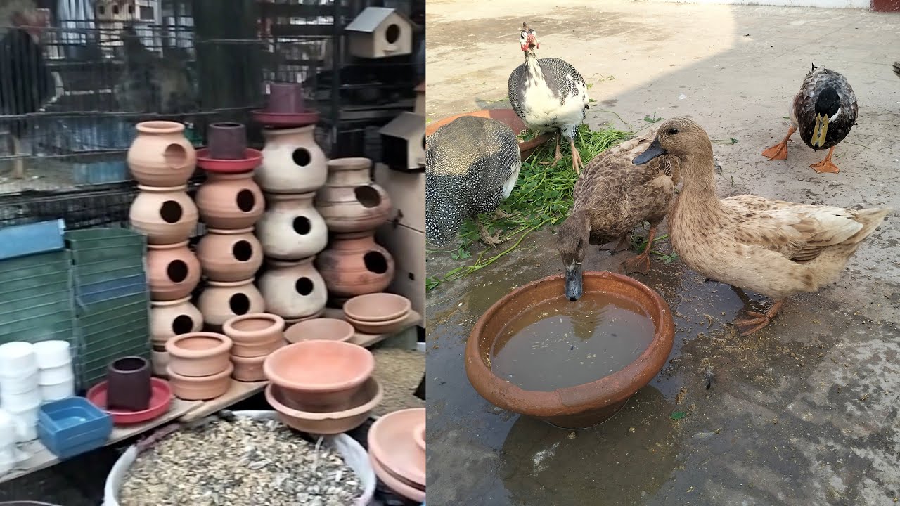 Ducky gang k new members ly aay hum / zoo zest 🦆 - YouTube