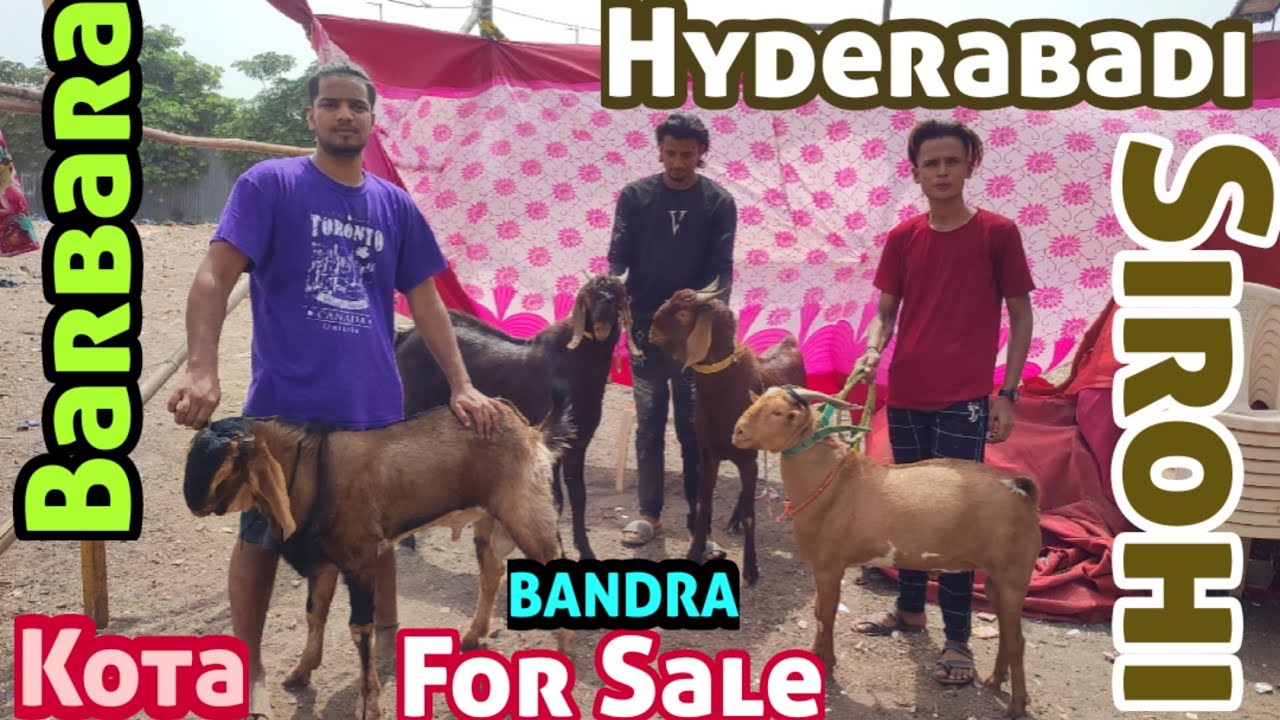 Hyderabadi, Barbara, Kota, Sirohi Goats for Sale at Bandra - YouTube